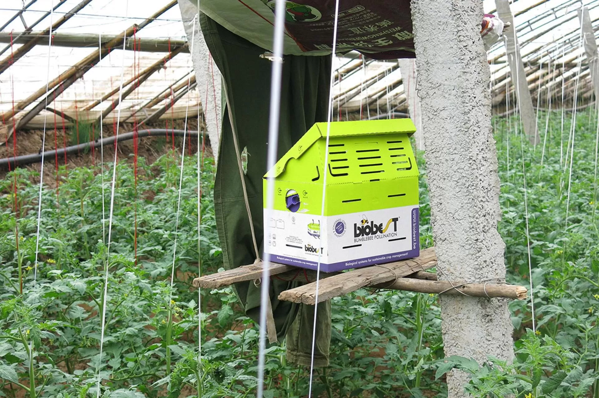 Biobest & Smurfit Kappa: Eco-Friendly Bee Transportation